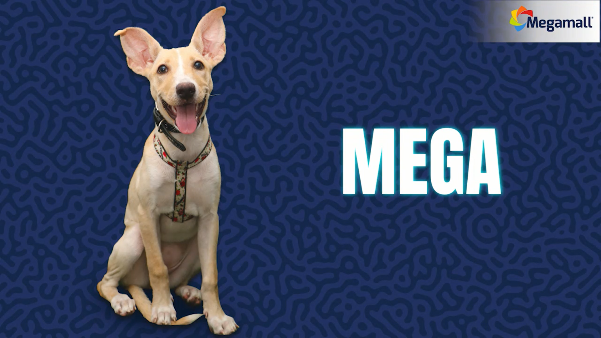 Conoce a MEGA - La Mascota Oficinal de Megamall - Megamall